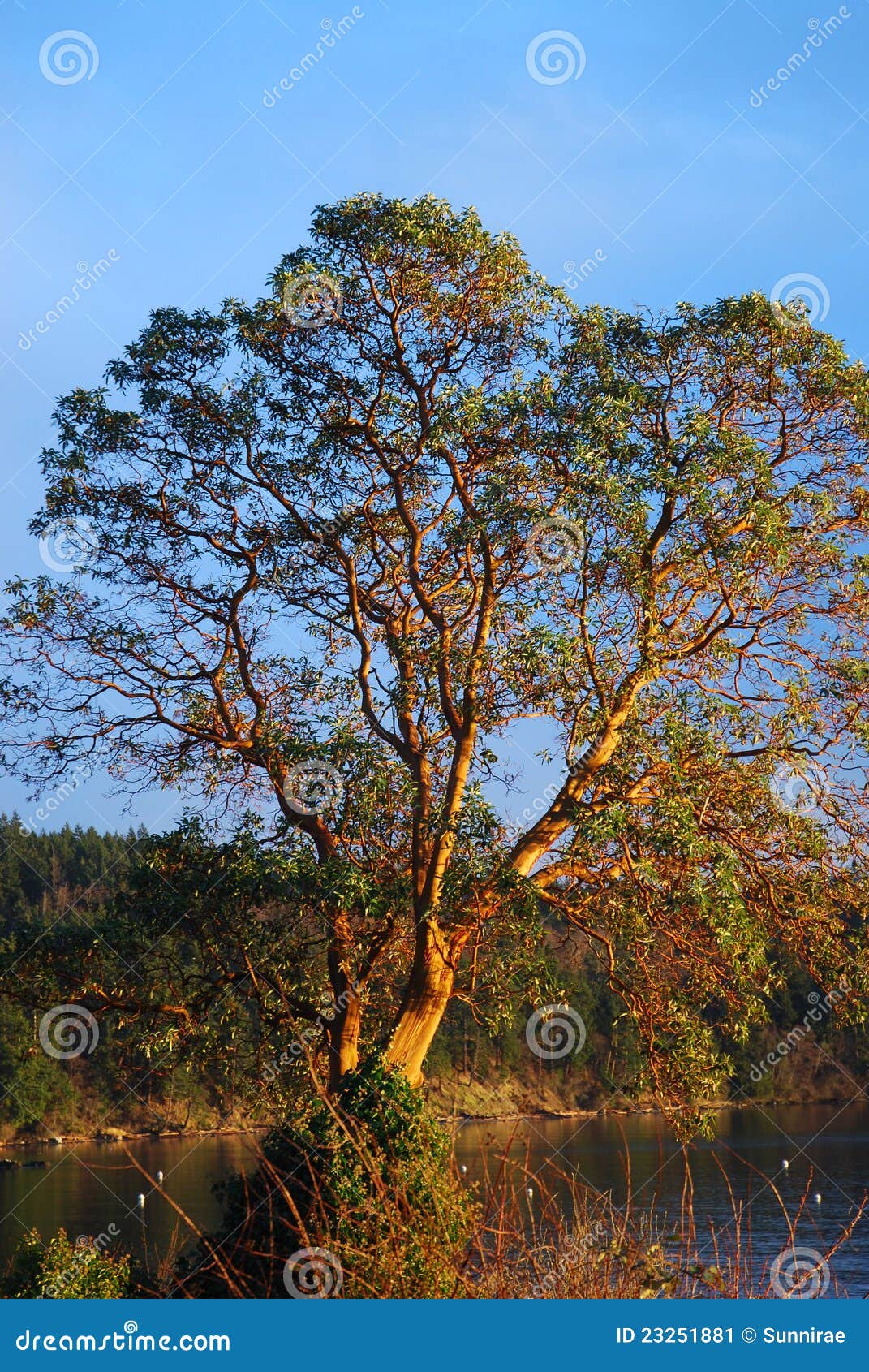 Sunlit Madrona Tree Overhanging the Water Stock Image - Image of tree ...
