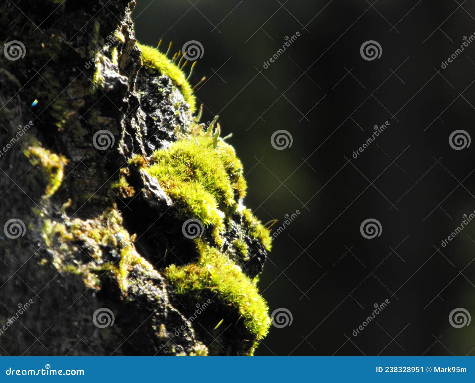 Sunlit Moss Against Dark Background Stock Image - Image of outdoors ...