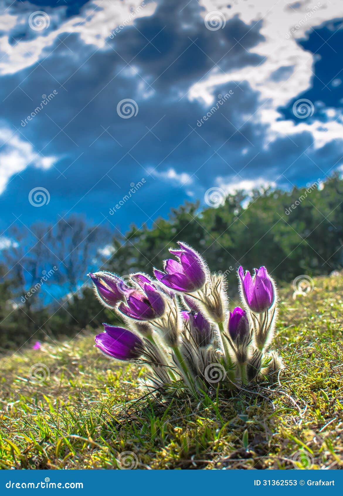 Sunlit mountain flowers stock image. Image of beautiful - 31362553