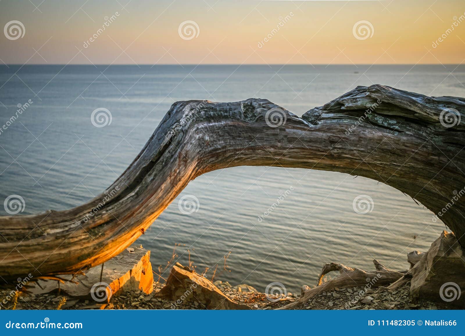 Sunlit Curved Tree Trunk Against the Sea at Sunset in Summer. Stock ...