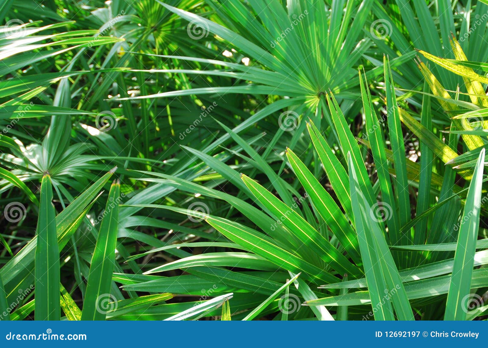 Sunlit Palm Frond Background Stock Image - Image of backlit, nature ...