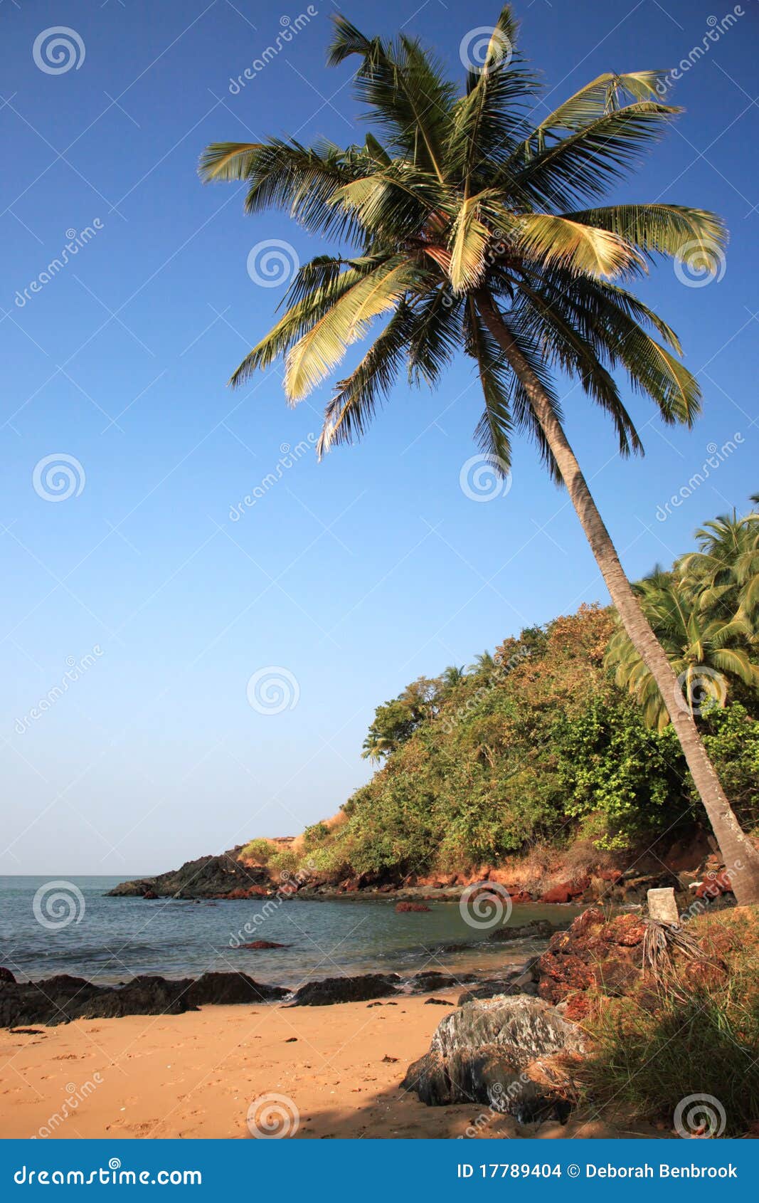 Sunlit Palm Tree Over the Beach Goa Stock Photo - Image of coastal ...