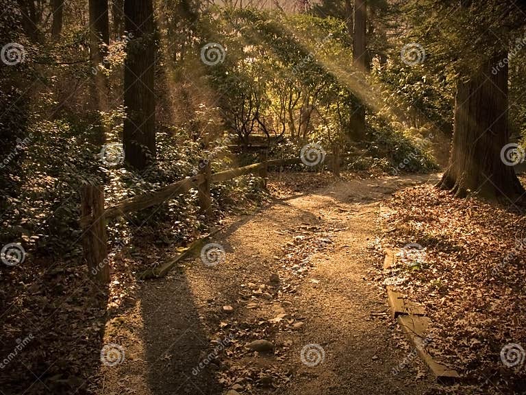 Sunlit Path stock image. Image of november, landscape - 5174319