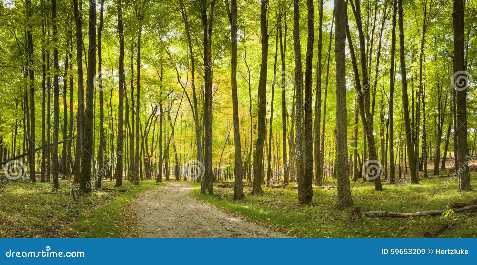 Sunlit Path stock image. Image of scenic, beautiful, sunlit - 59653209