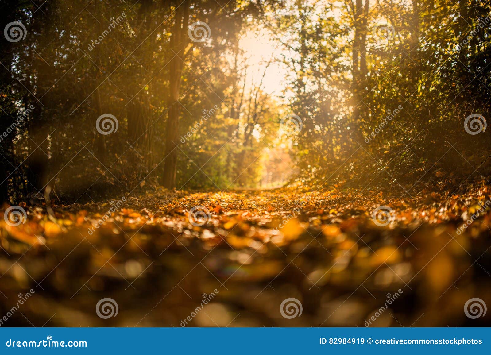 Sunlit Path Through Forest Picture. Image: 82984919