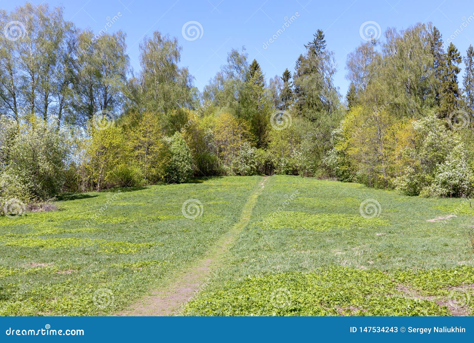 Sunlit Path through the Meadow To the Edge of the Spring Forest and ...