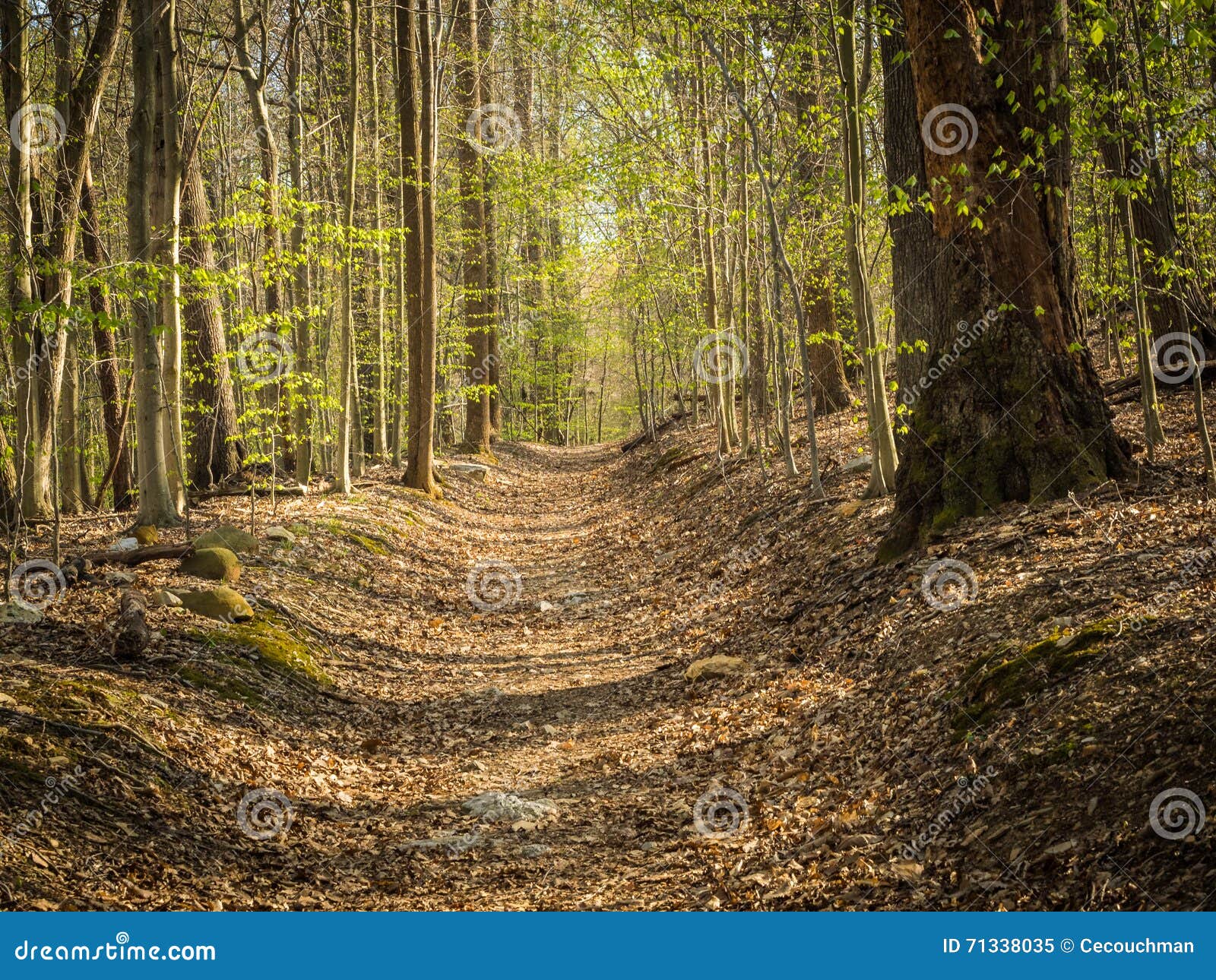 Sunlit Path through Spring Forest Stock Image - Image of scene, sunny ...