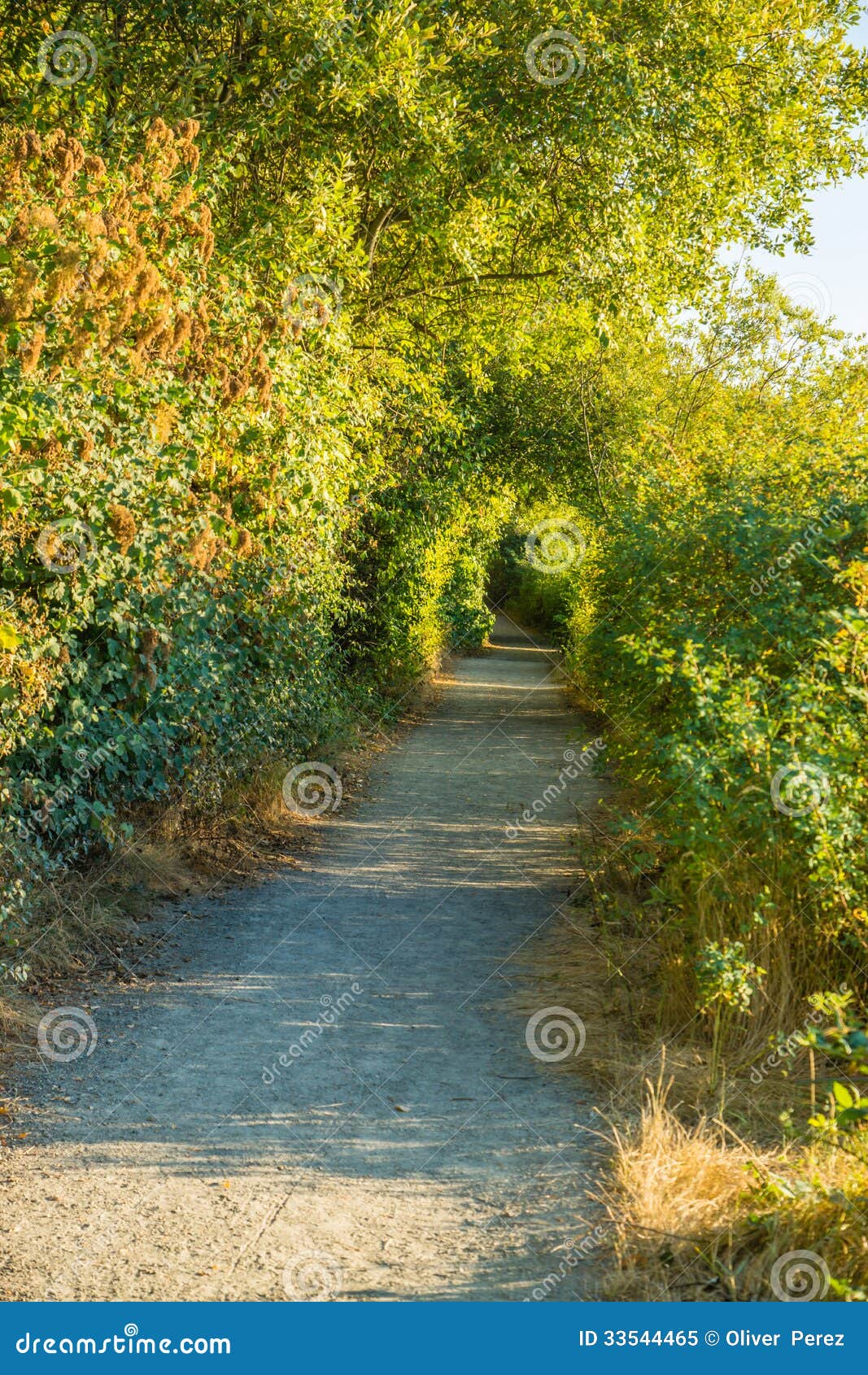 Sunlit path stock image. Image of branches, bright, botany - 33544465