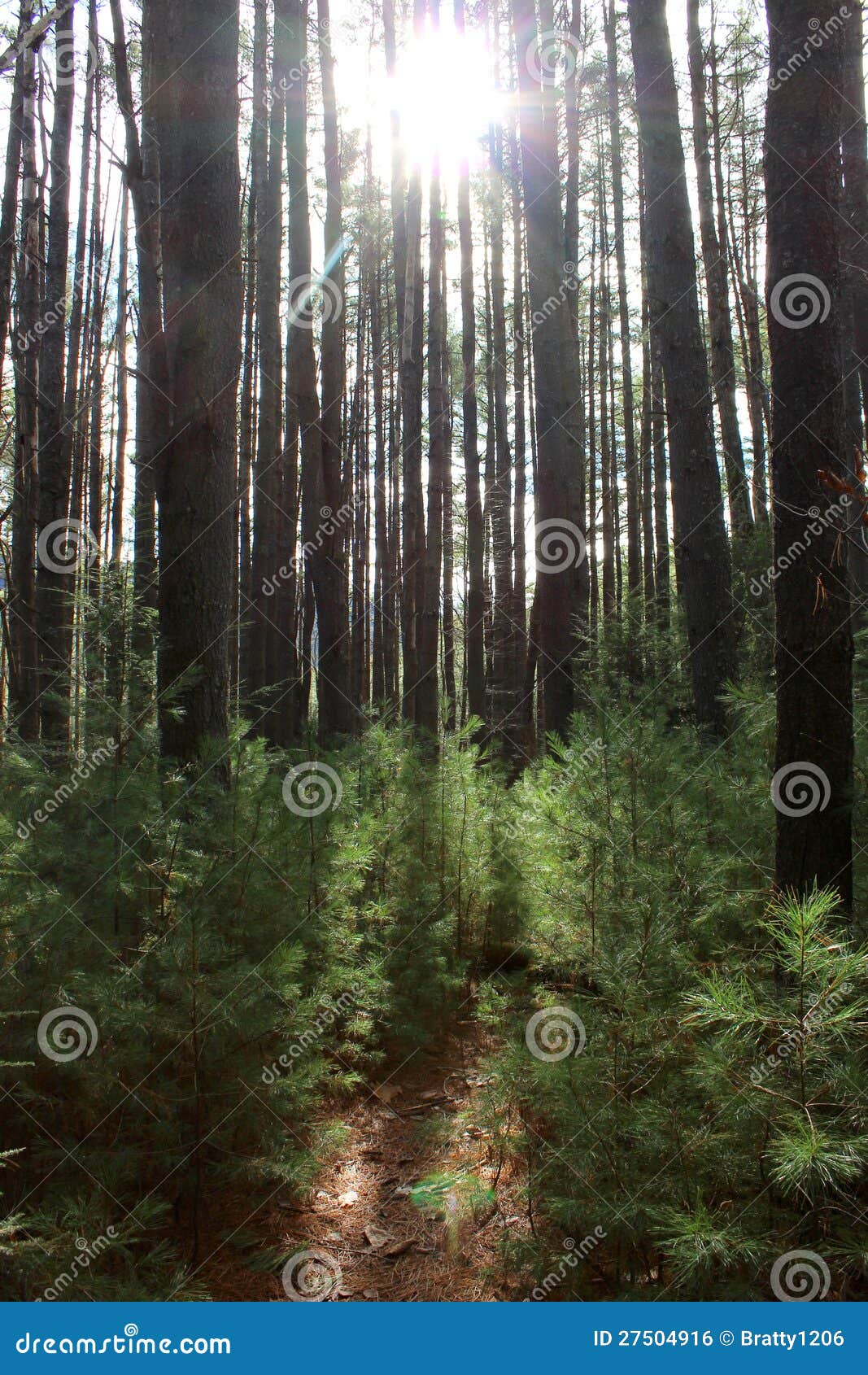 A Sunlit Path through the Woods Stock Photo - Image of landscape ...