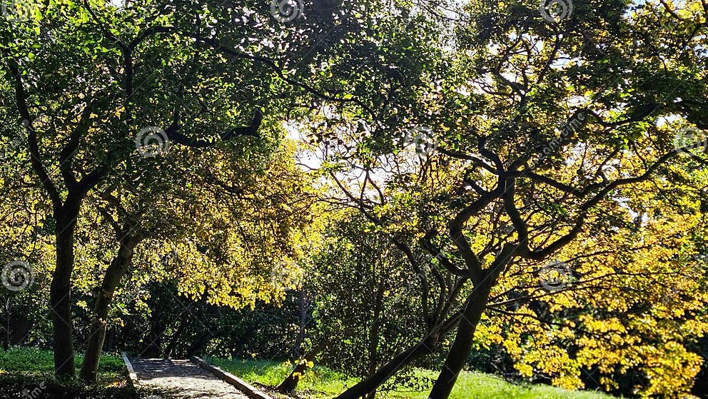 Sunlit Pathway in a Serene Park Stock Photo - Image of tranquil ...