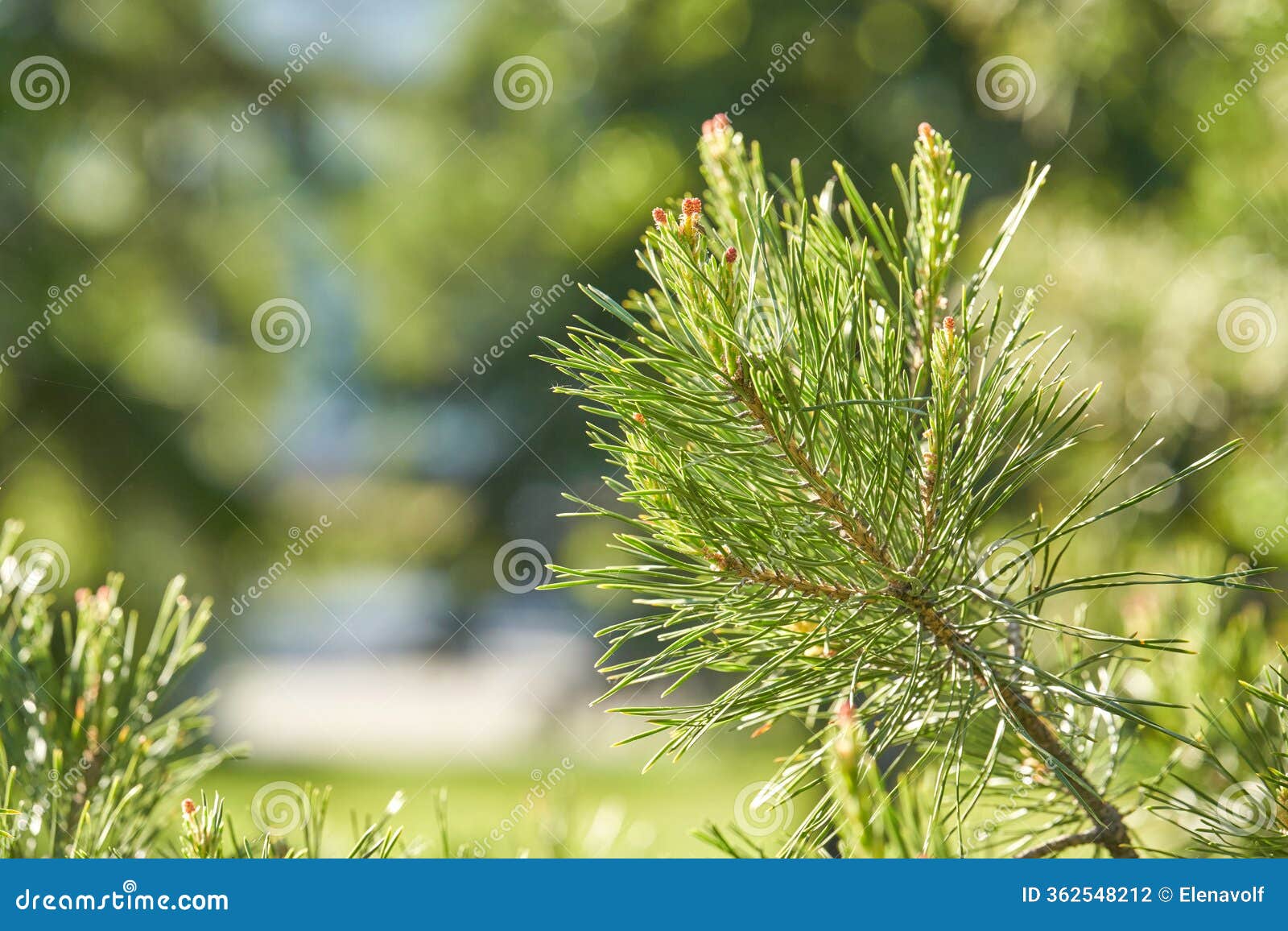 Sunlit Pine Branch with Green Needles in Sunny Forest Background Stock ...