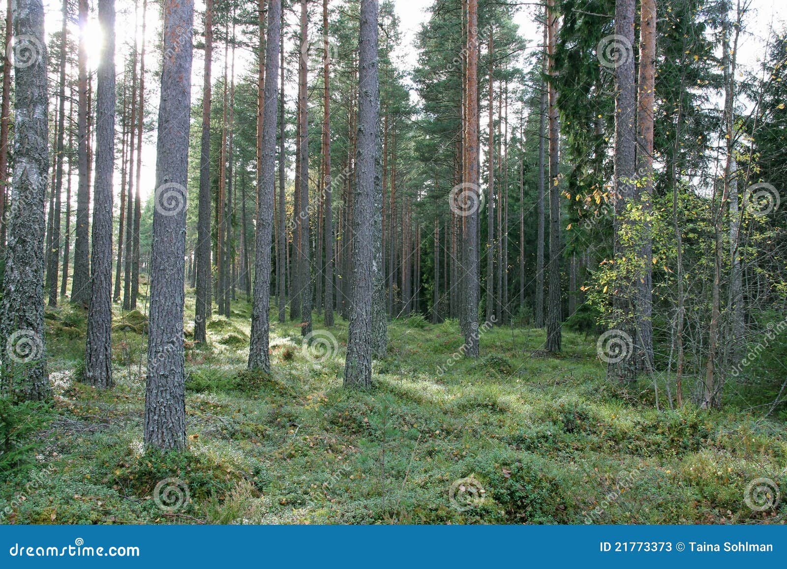 Sunlit Pine Forest with Green Shrub Stock Image - Image of shade ...