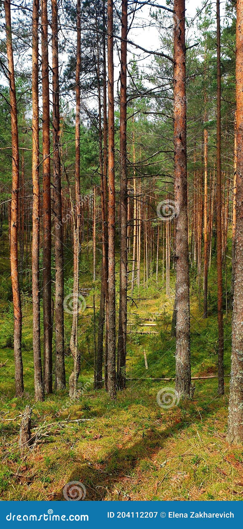 Sunlit pine forest. Russia stock image. Image of summer - 204112207