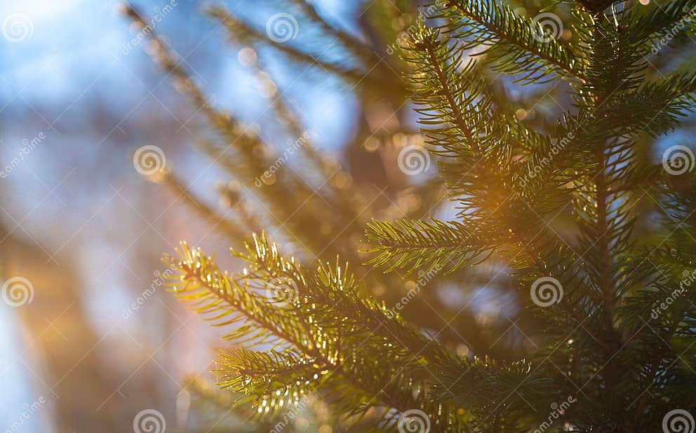 Sunlit Pine Needles with Bokeh Stock Image - Image of sunlight, nature ...