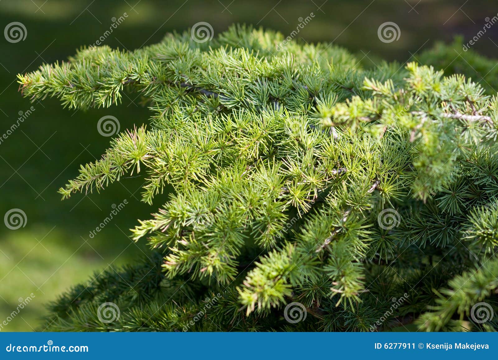 Sunlit pine-tree branches stock image. Image of pine, plant - 6277911