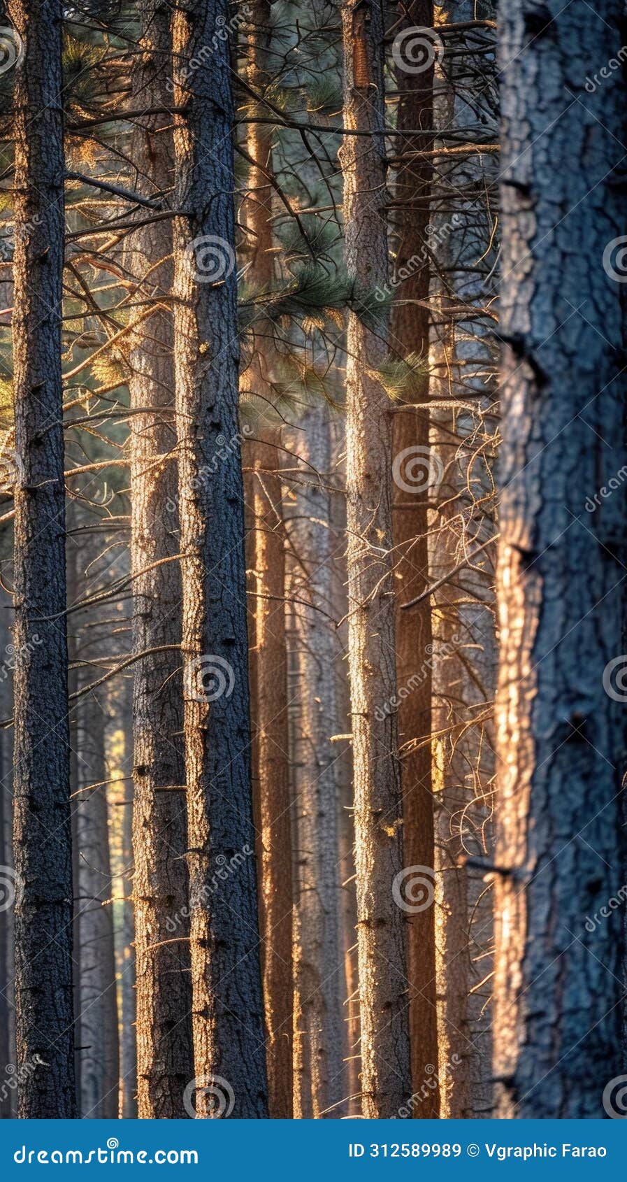 Sunlit Pine Trees in a Forest at Sunset Stock Image - Image of ...