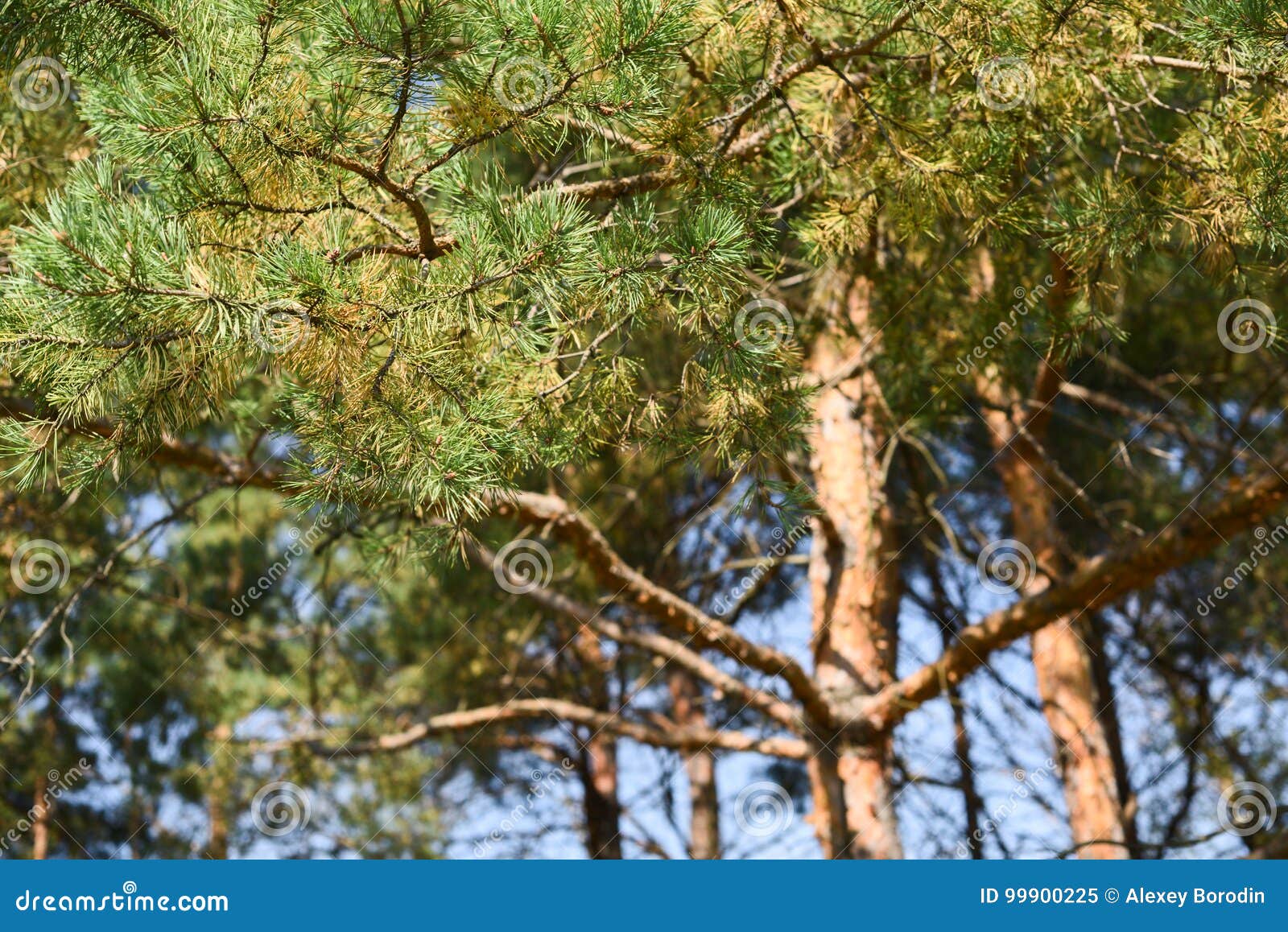 Sunlit Pine Trees. Summer Forest Landscape Stock Image - Image of ...