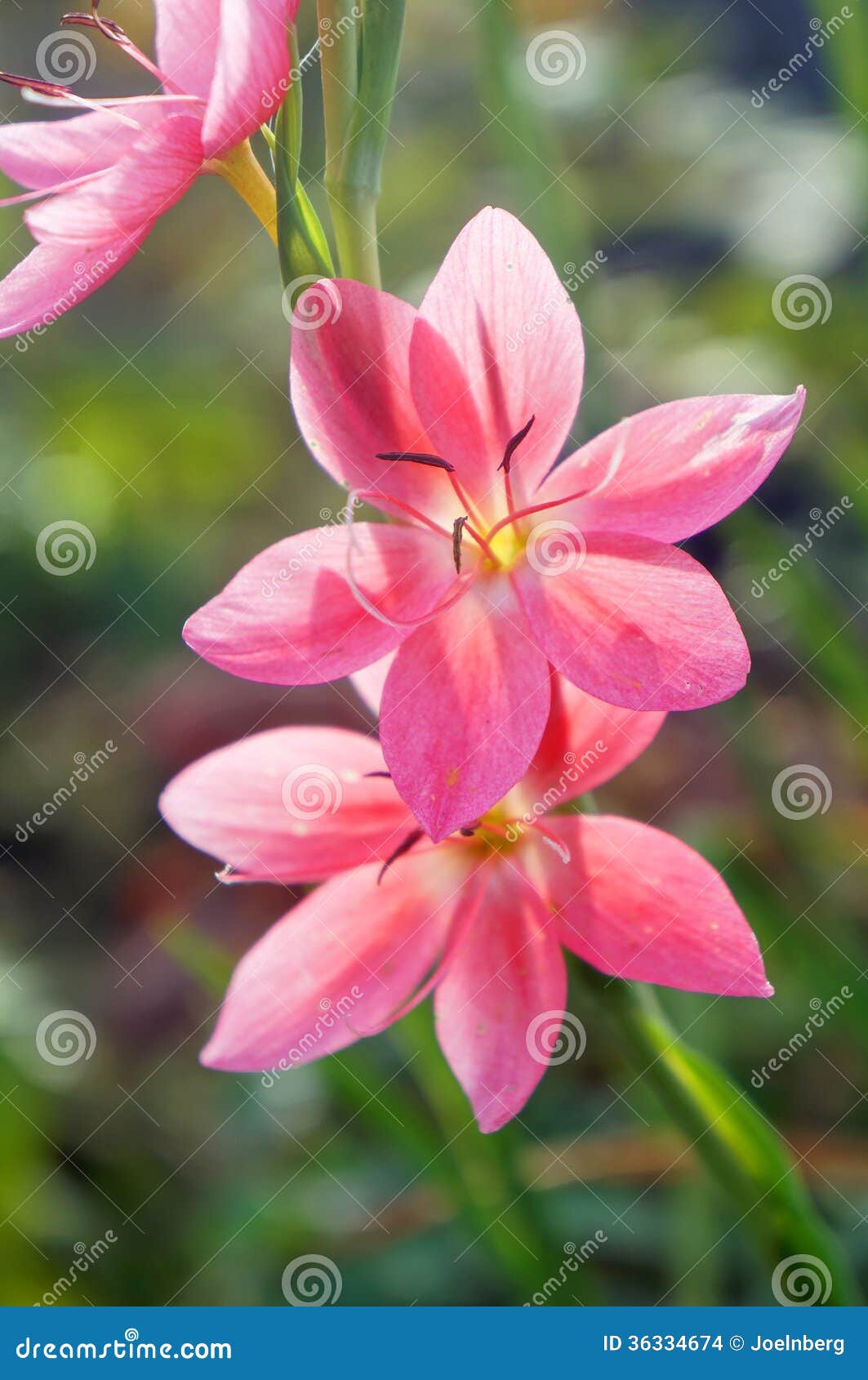 Sunlit Pink Flowers stock photo. Image of flora, nature - 36334674