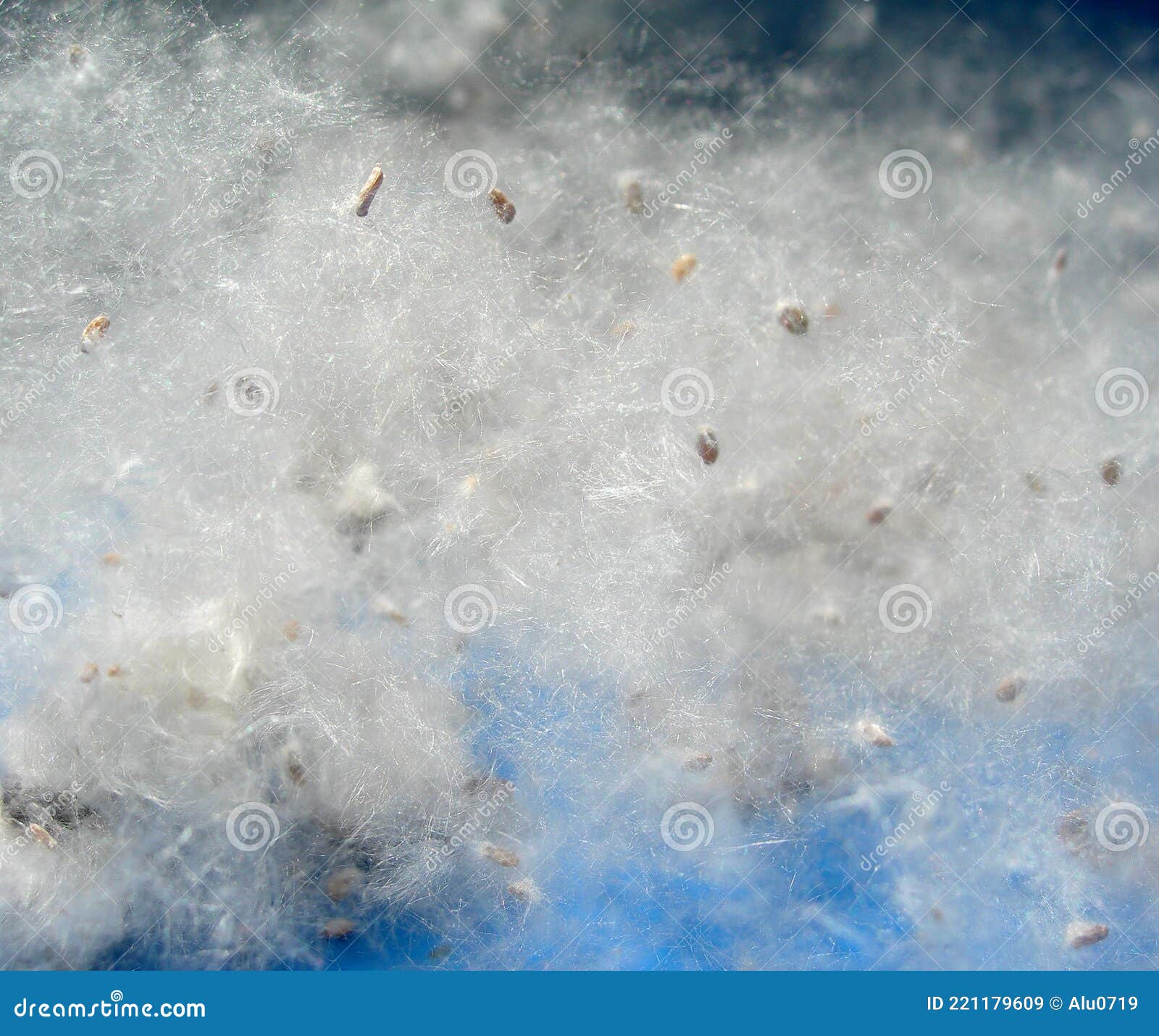 Texture of Poplar Fluff on Blue Stock Image - Image of fibers, gray ...