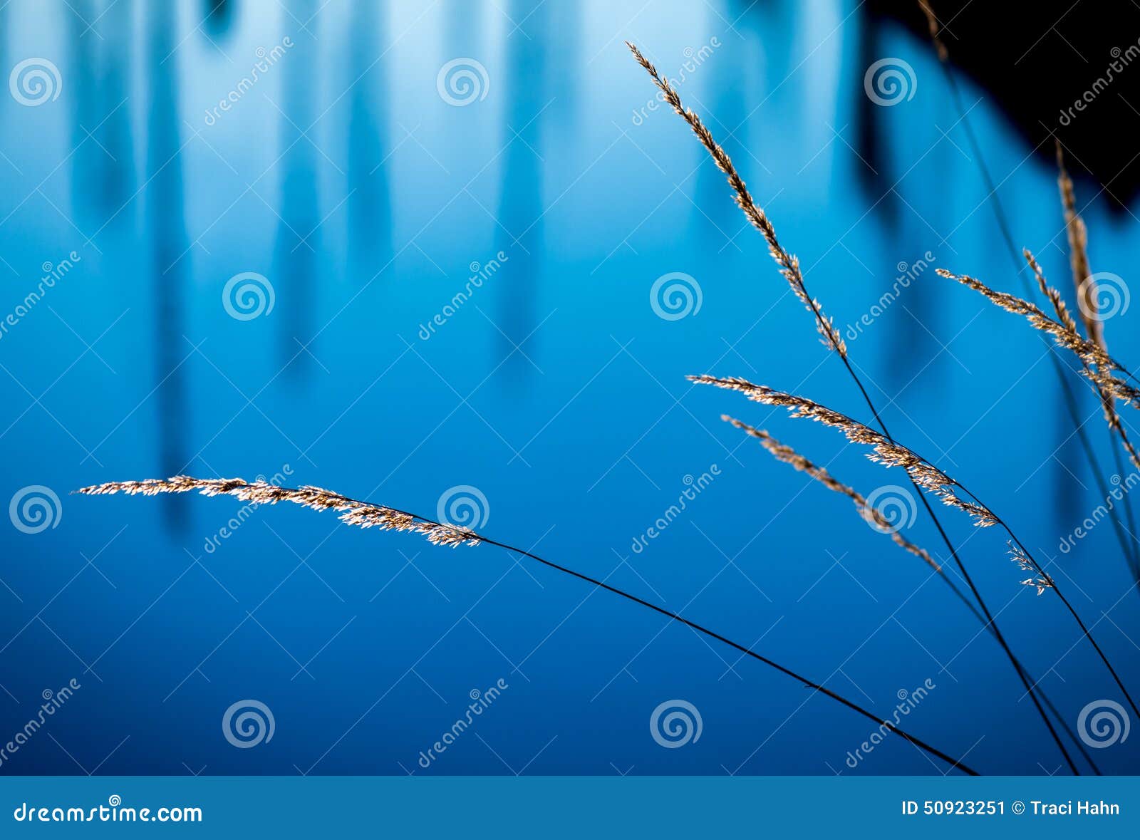 Sunlit reeds stock image. Image of reeds, reed, water - 50923251