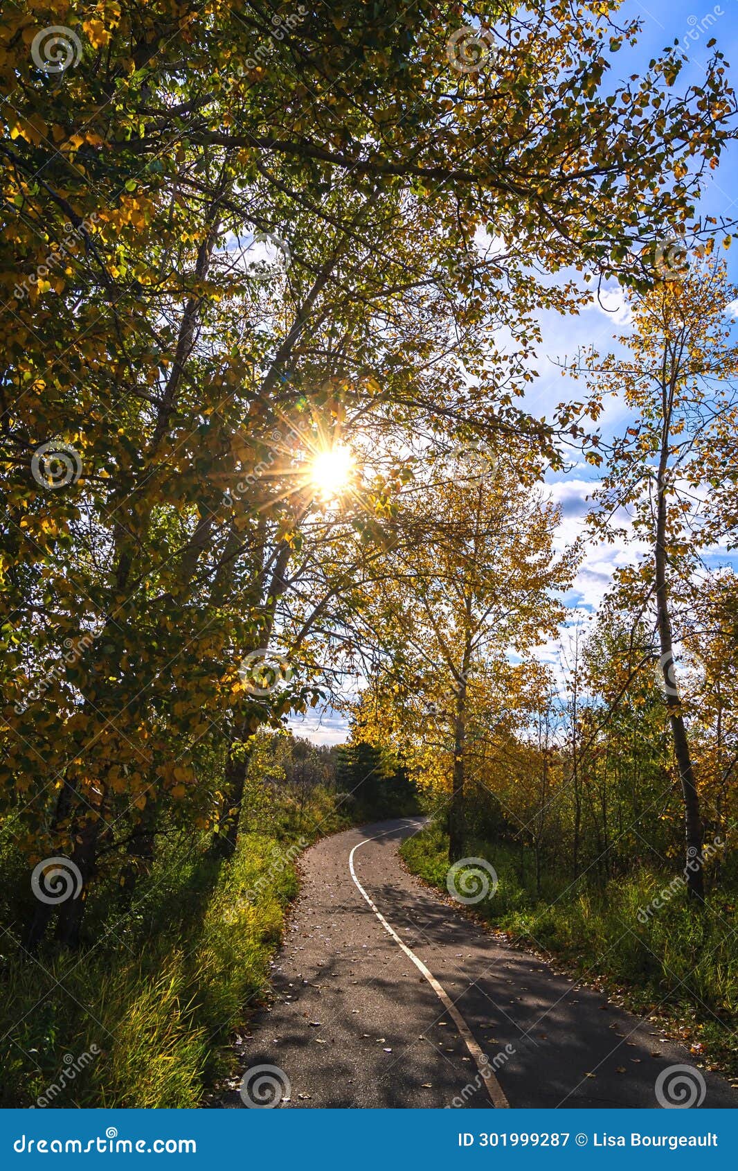 Sunlit Road through a Fall Forest Stock Image - Image of autumnal, road ...
