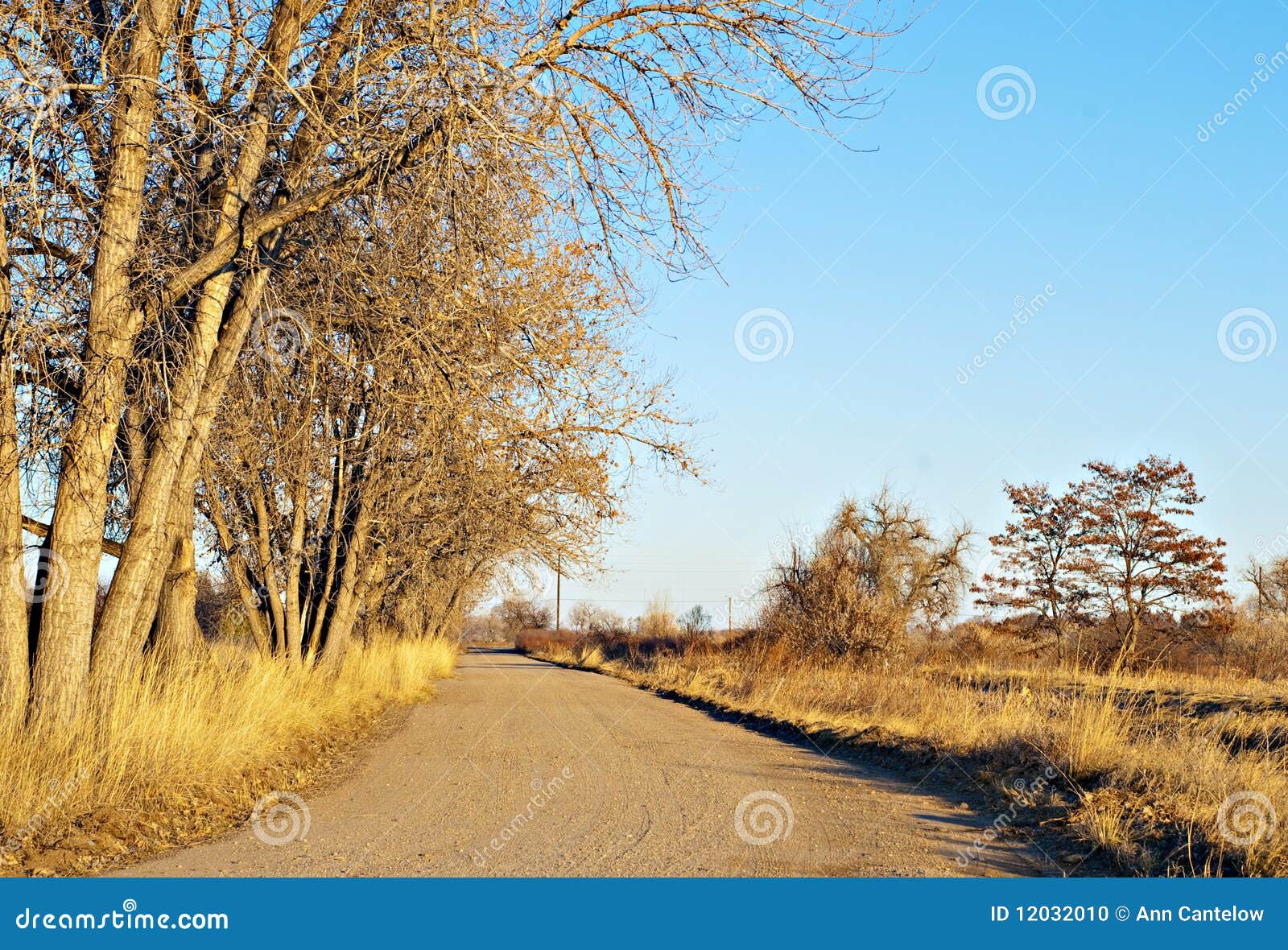 Sunlit Rural Road with Tall Bare Trees Stock Photo - Image of plains ...