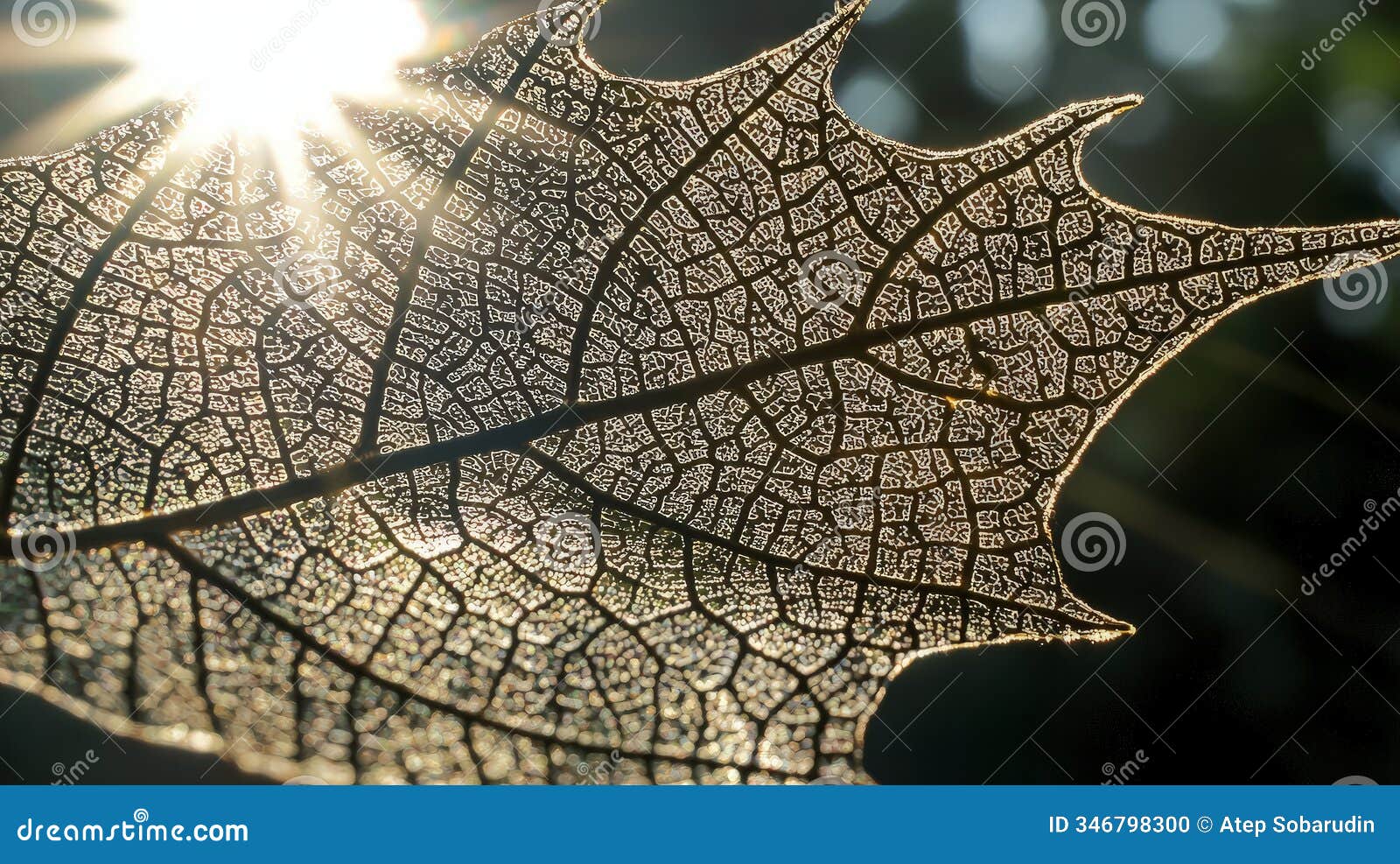 Sunlit Skeletonized Leaf Detail, Intricate Vein Structure, Backlit ...