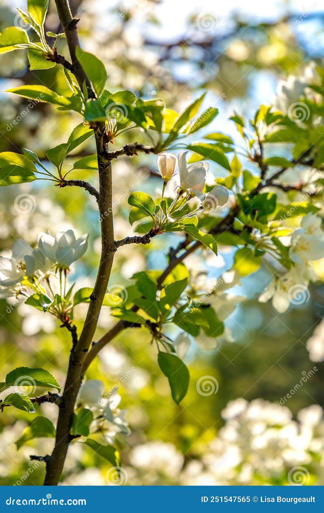 Sunlit Spring Flowers Blooming in a Park Stock Image - Image of sunlit ...