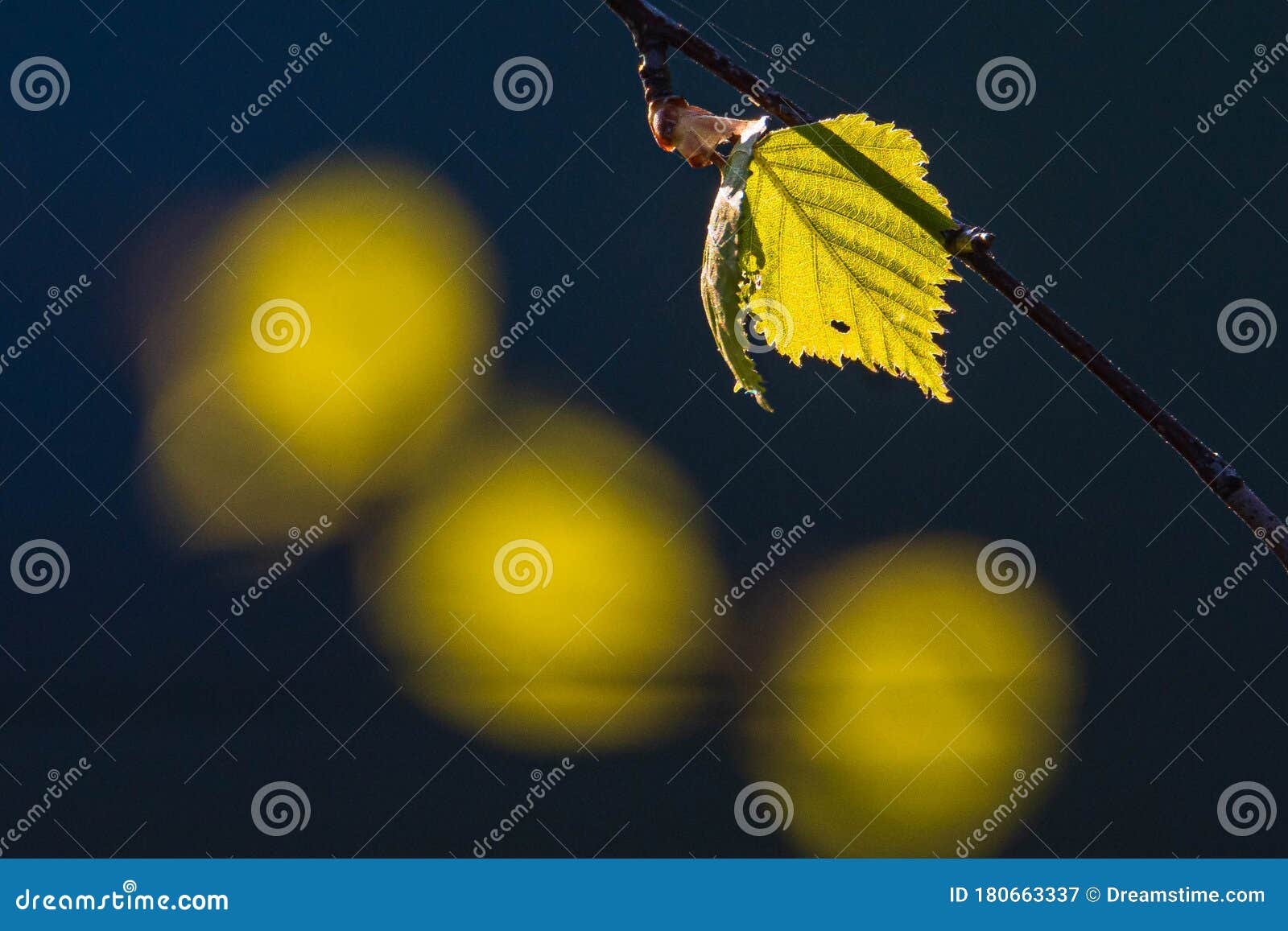 Sunlit Spring Leaf, Bokeh Background with Leaves Stock Image - Image of ...