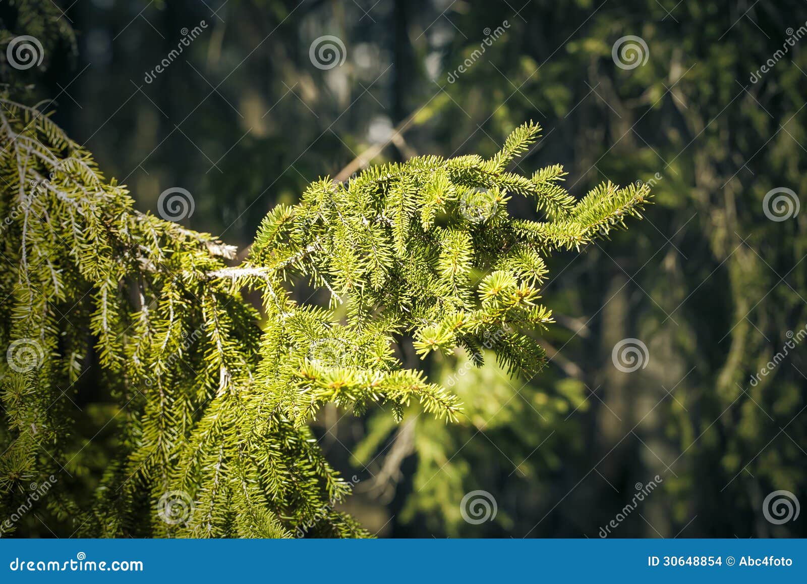 Sunlit spruce tree branch stock photo. Image of botany - 30648854