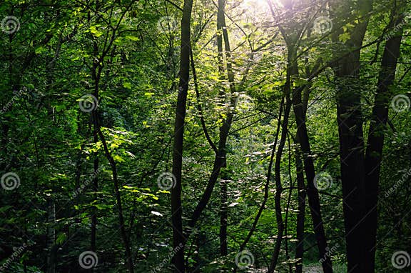 Sunlit Summer Woods stock photo. Image of tree, background - 96755386