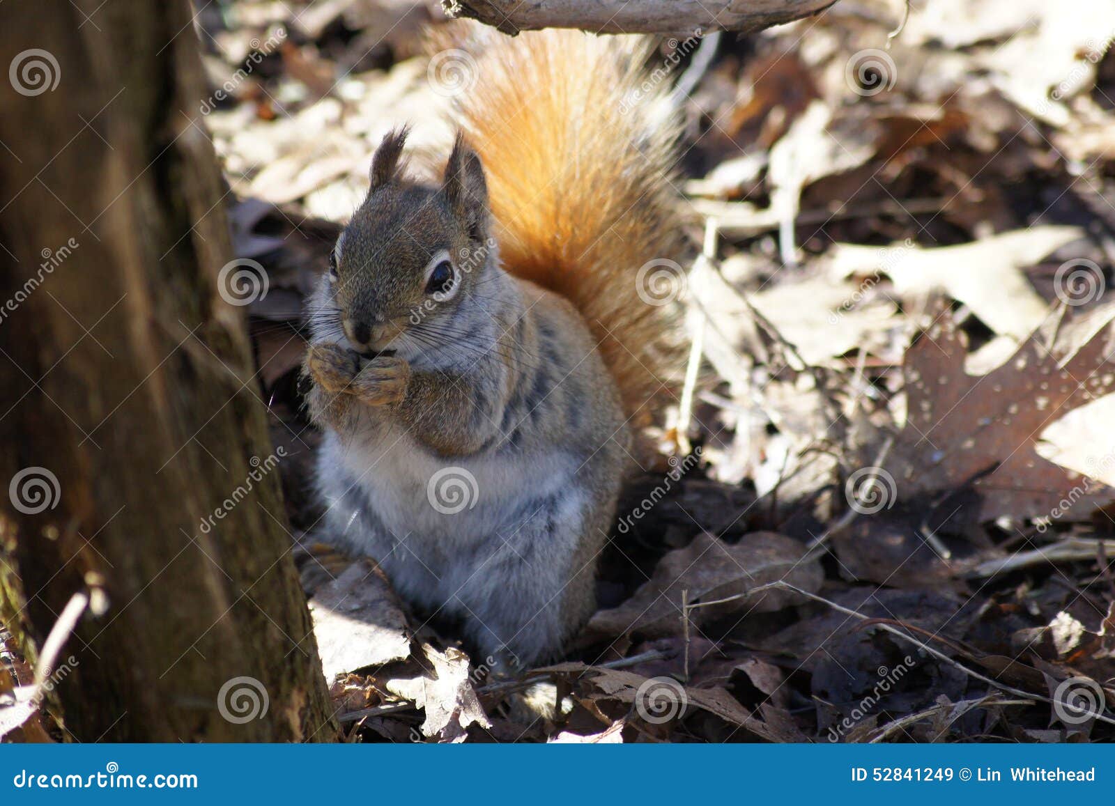 Sunlit Tail of the Red Squirrel Stock Image - Image of nature, tiny ...