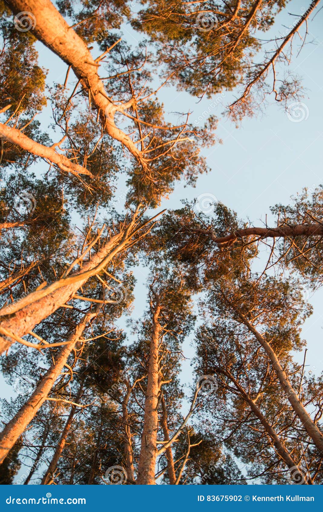 Sunlit tall pine trees stock photo. Image of landscape - 83675902