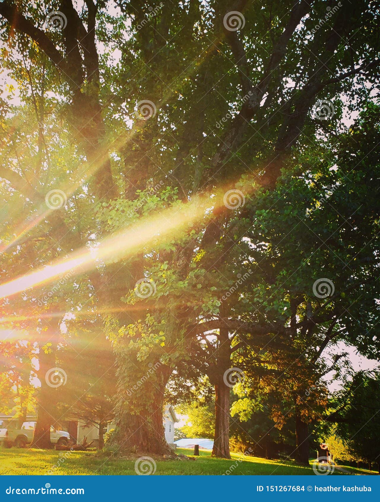 Sunlit tree stock photo. Image of sunshine, tree, sunlit - 151267684