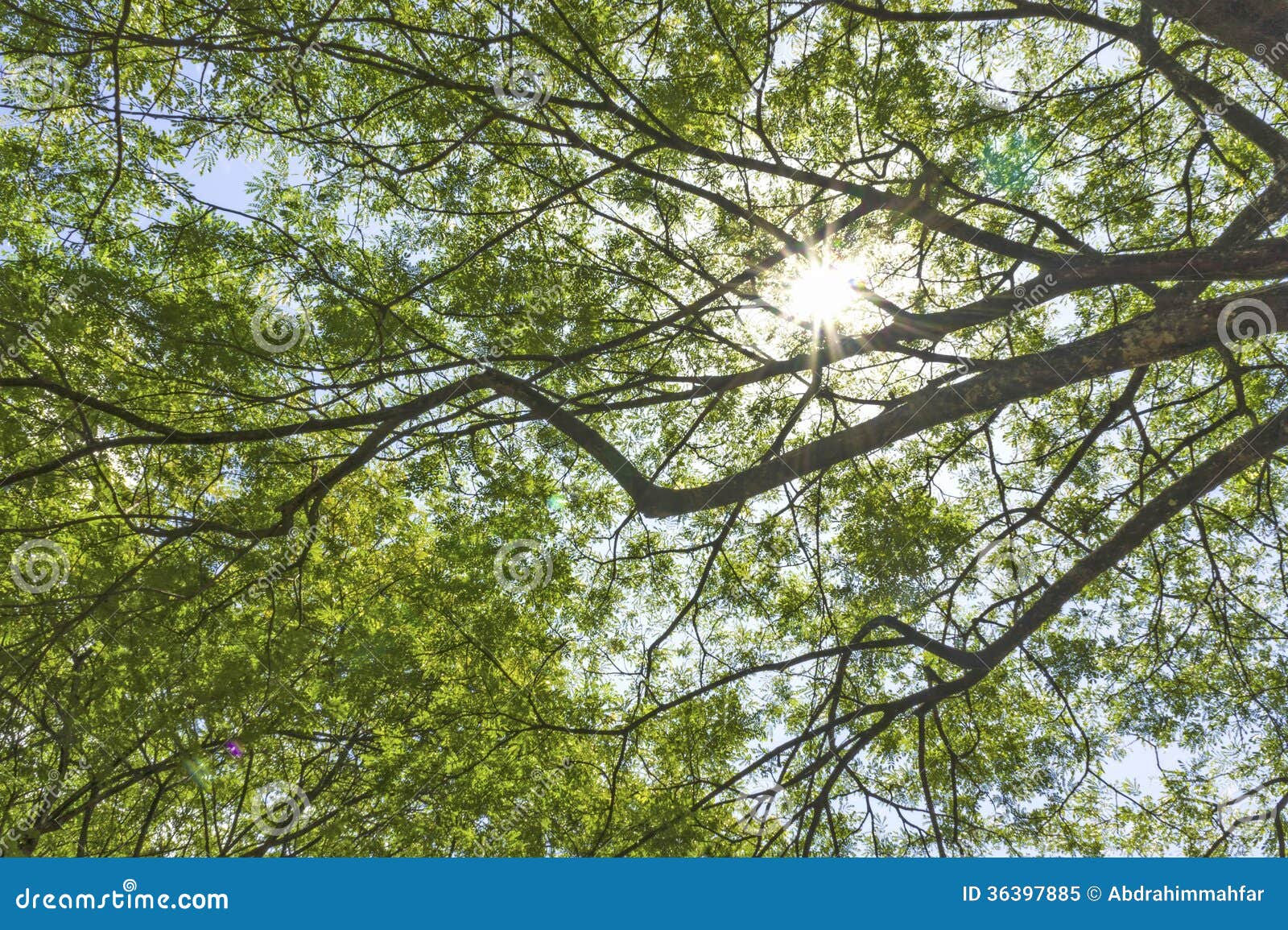 Sunlit Tree Branches from Below Stock Image - Image of palmate ...