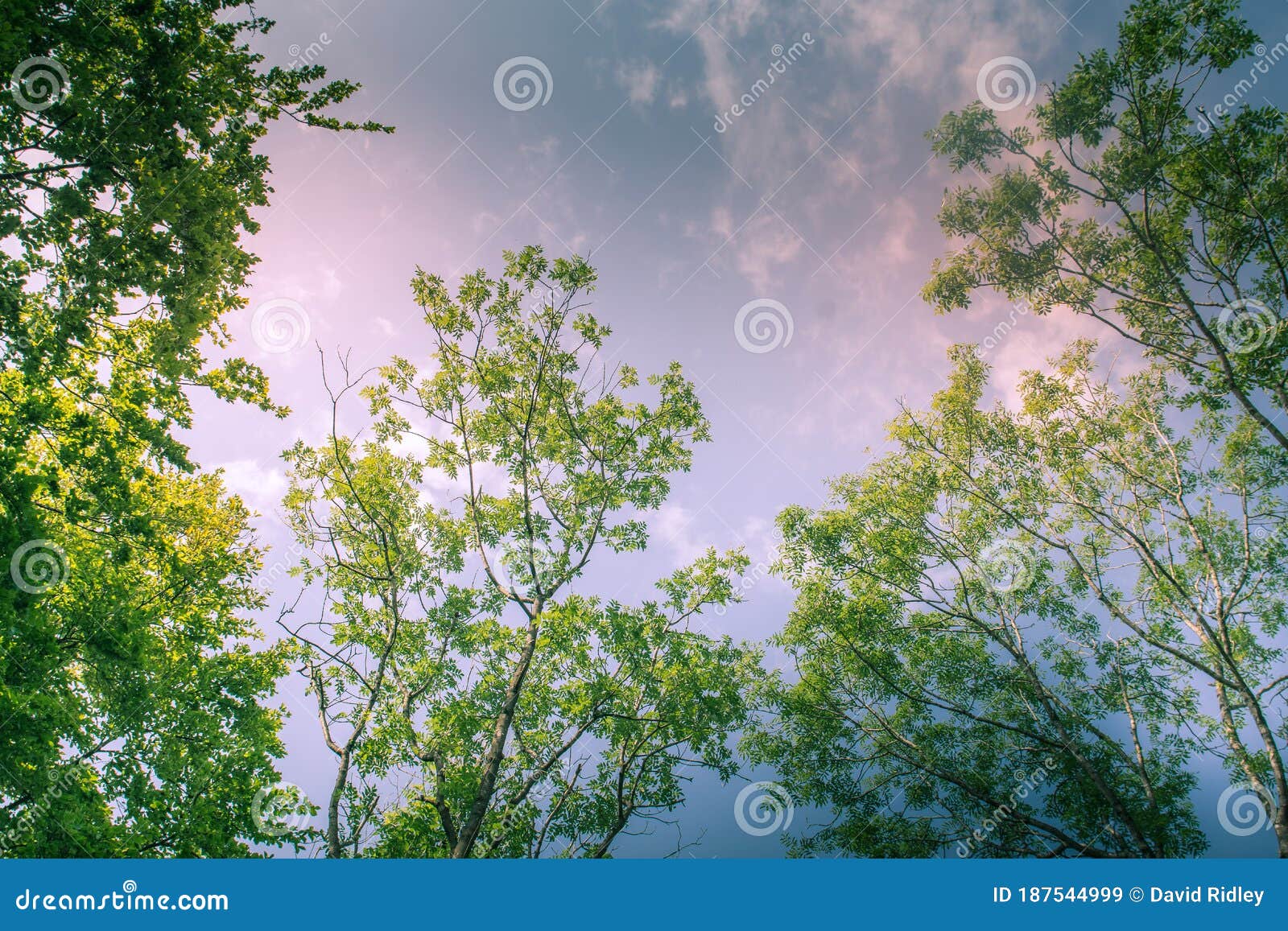 Sunlit Tree Canopy Dappled with Golden Light and Blue Sky UK Stock ...