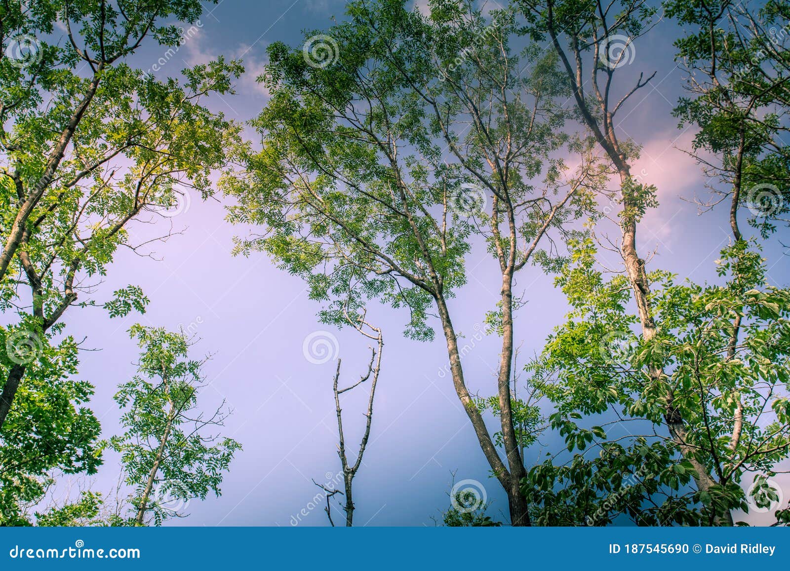 Sunlit Tree Canopy Dappled with Golden Light and Blue Sky UK Stock ...