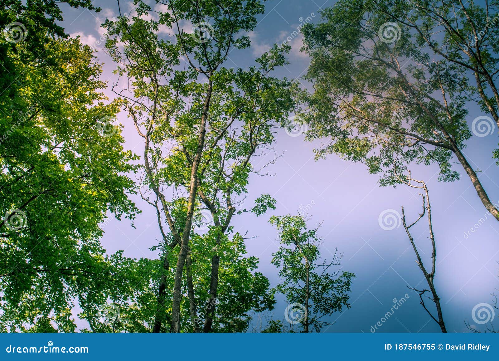 Sunlit Tree Canopy Dappled with Golden Light and Blue Sky UK Stock ...