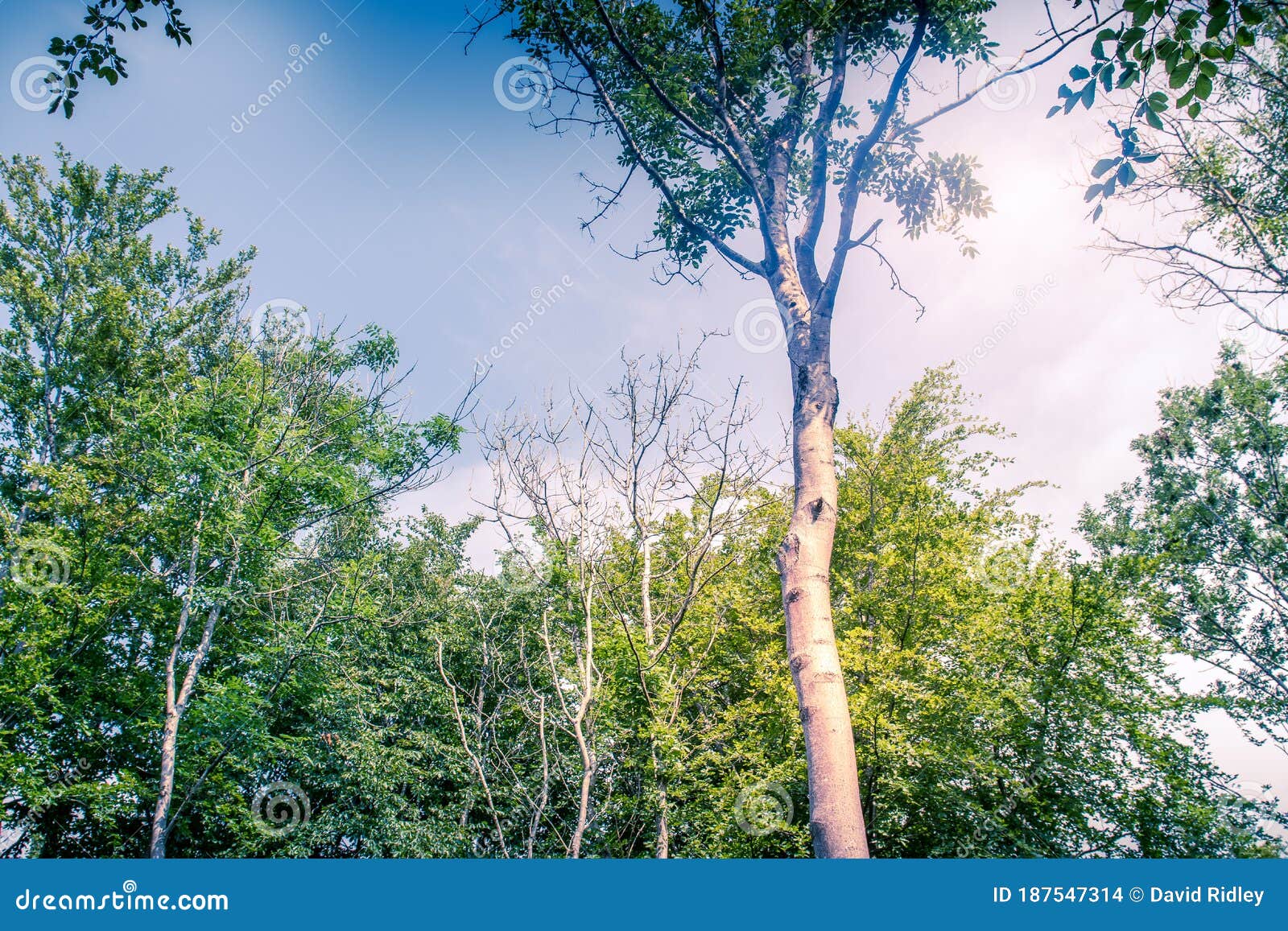 Sunlit Tree Trunk In A Dark Forest In The Flemisch Countryside Royalty ...
