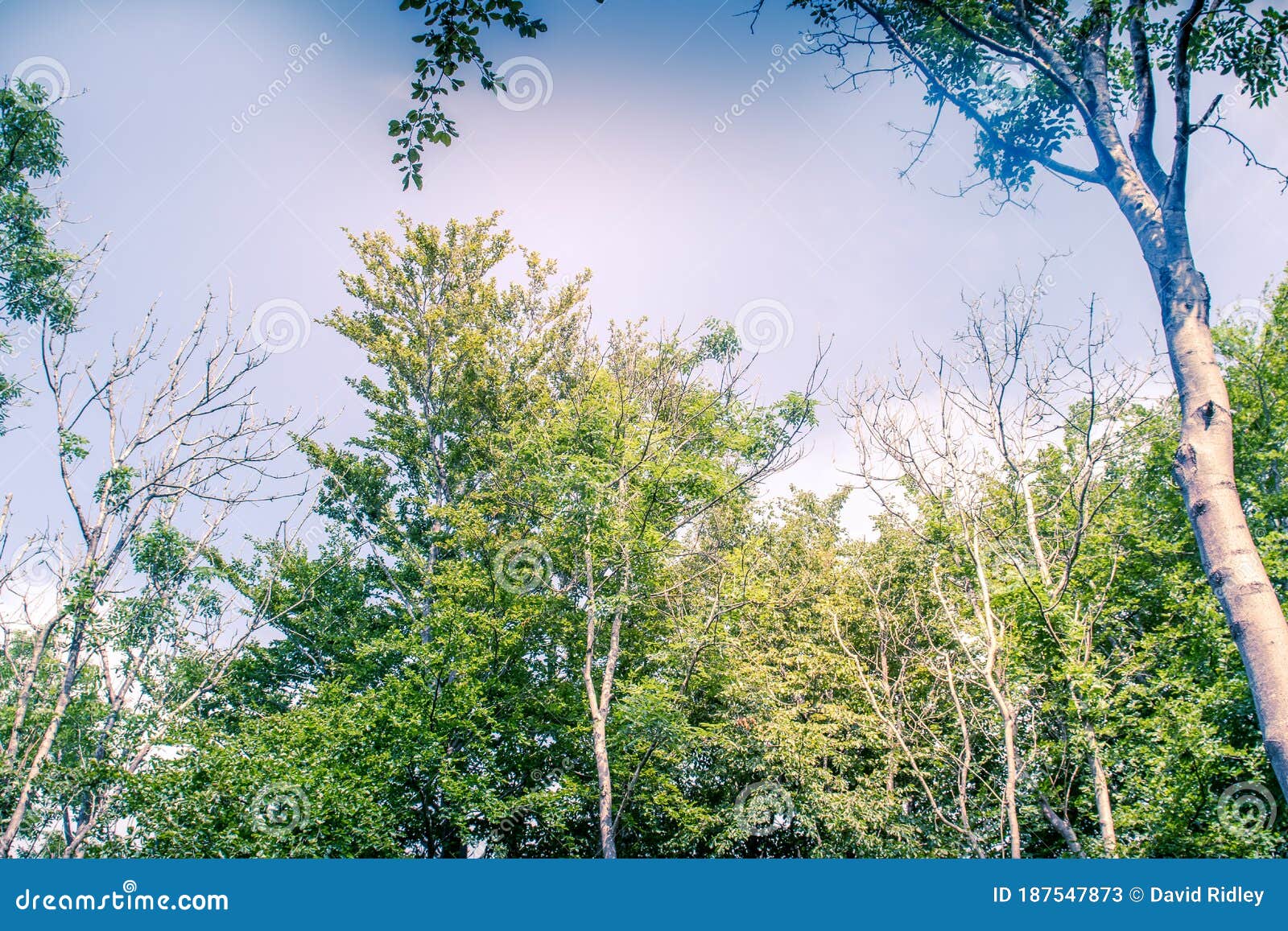 Sunlit Tree Canopy Dappled with Golden Light and Blue Sky UK Stock ...