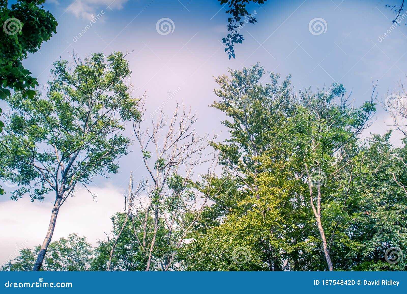 Sunlit Tree Canopy Dappled with Golden Light and Blue Sky UK Stock ...