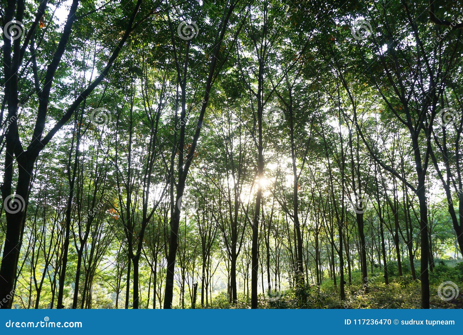 Sunlit tree in the garden stock photo. Image of blooming - 117236470