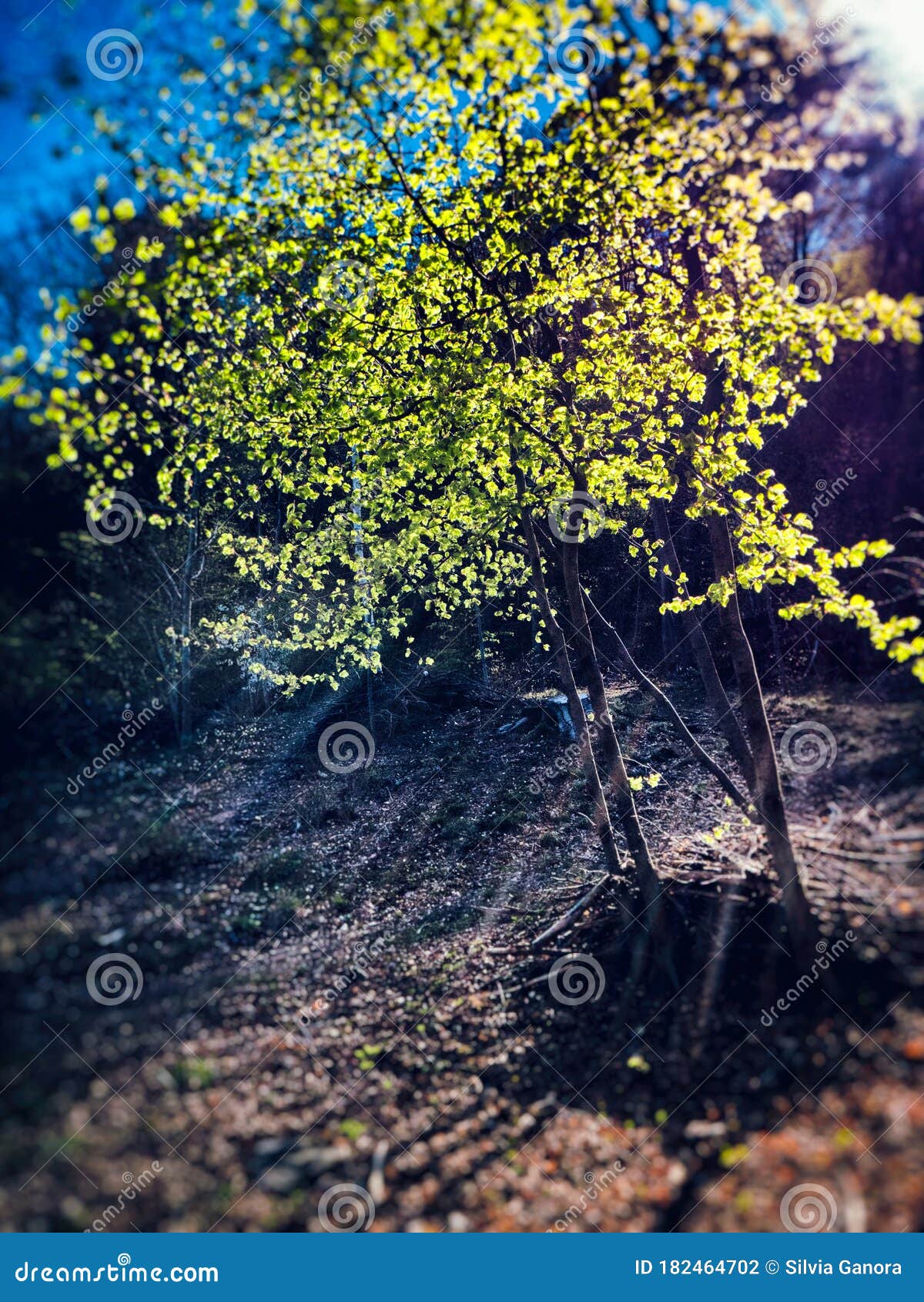 Sunlit Tree with New Leaves in Spring Stock Photo - Image of sunlit ...