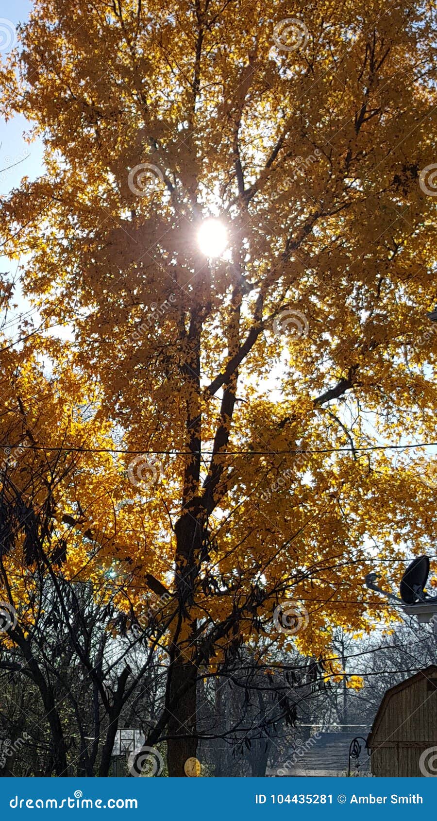 Sunlit tree stock image. Image of fall, sunlit, beautiful - 104435281