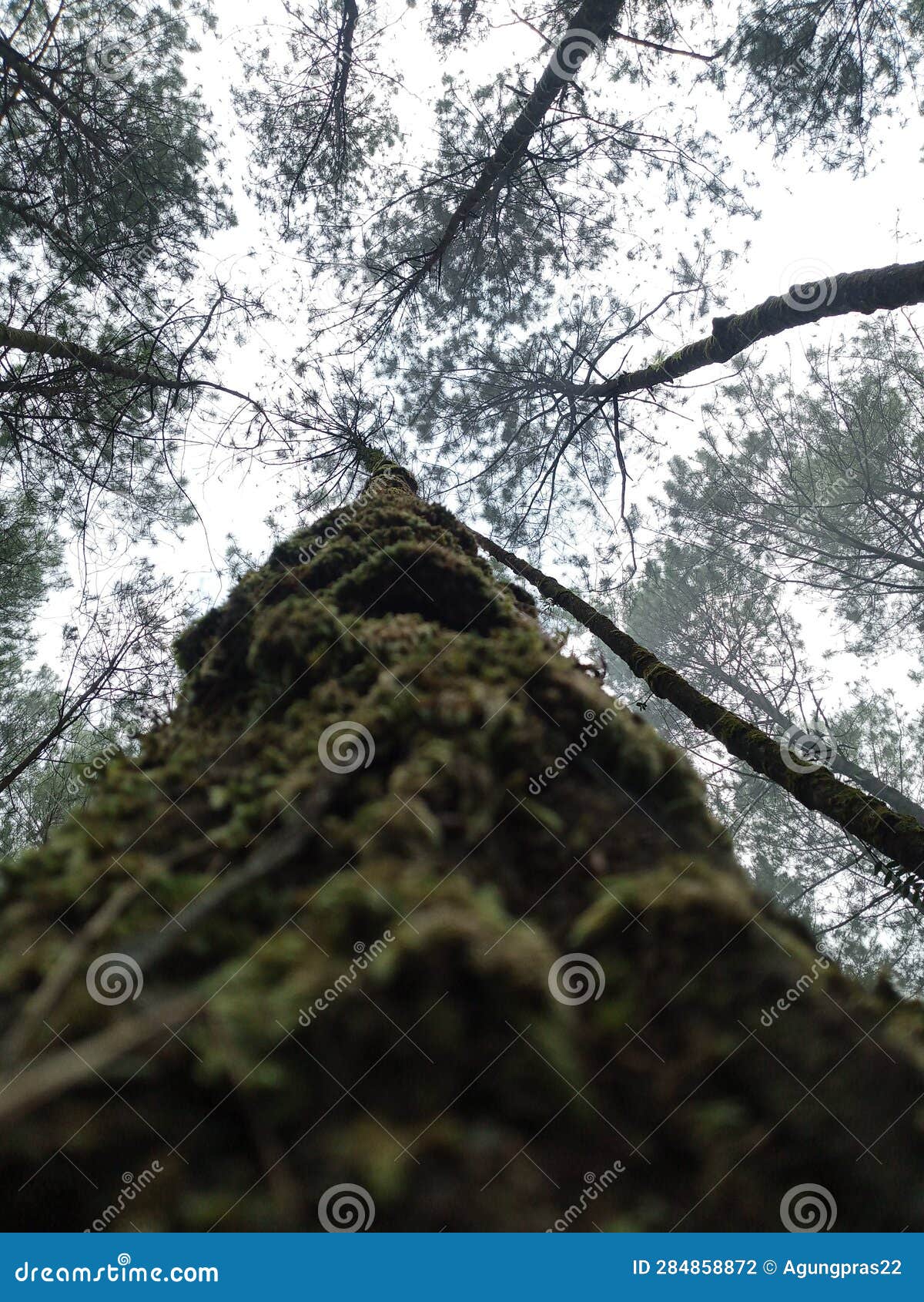 Sunlit Tree Trunk in Forest Landscape with Green Foliage Stock Photo ...