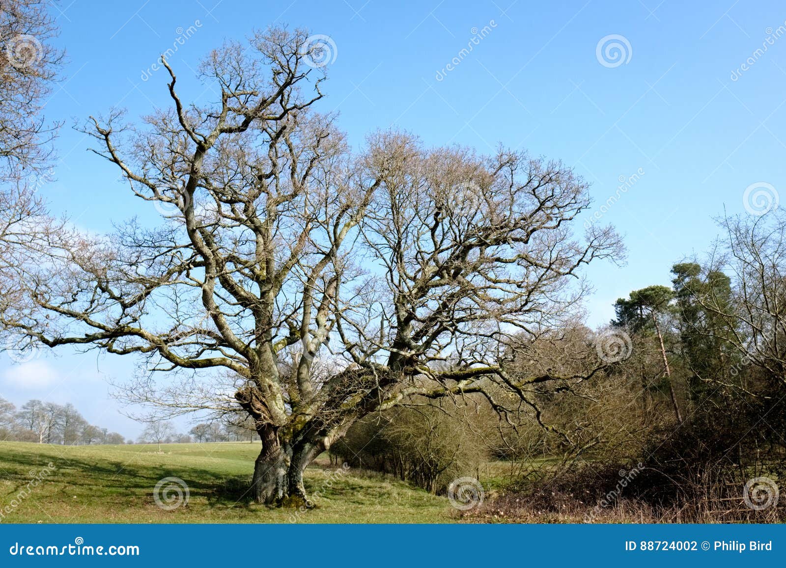Sunlit Tree with Twisted Branches Stock Photo - Image of scene, view ...
