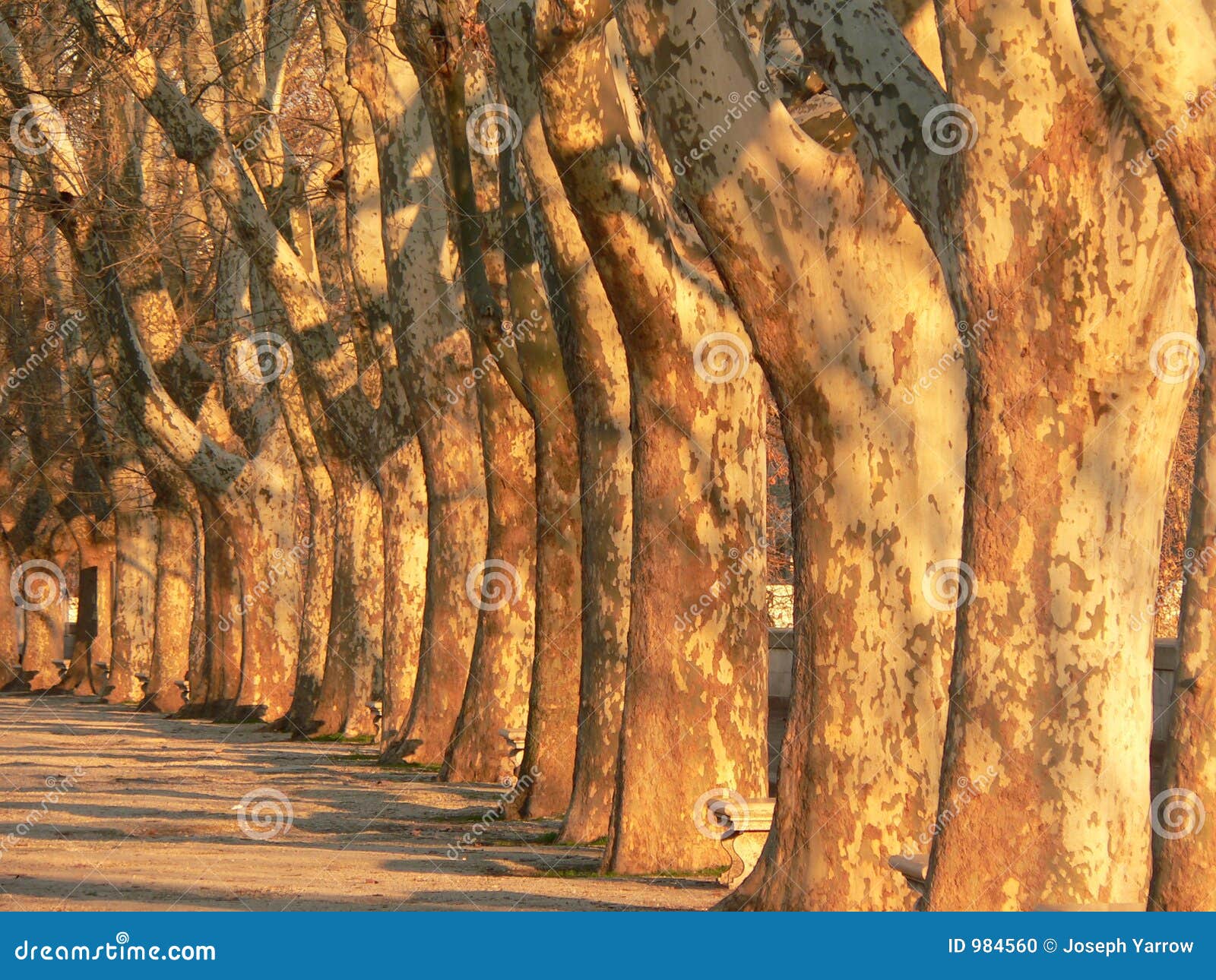 Sunlit Trees stock photo. Image of flakey, thicket, jungle - 984560