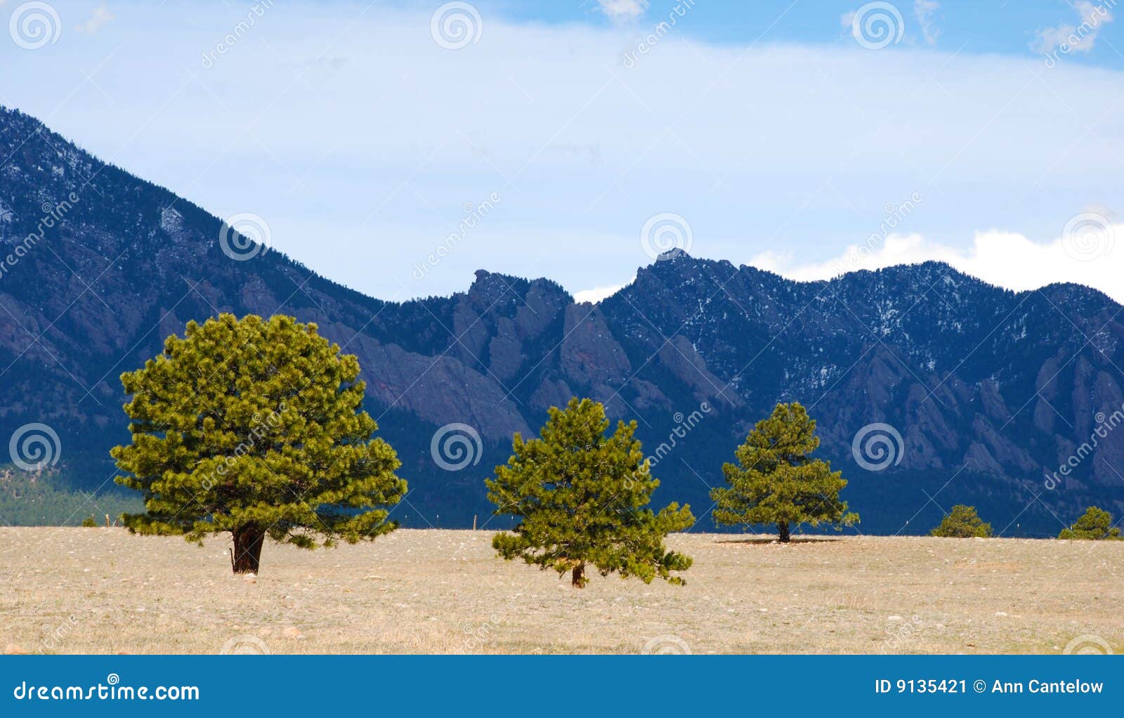 Sunlit Trees Against a Shadowed Mountain Range Stock Image - Image of ...