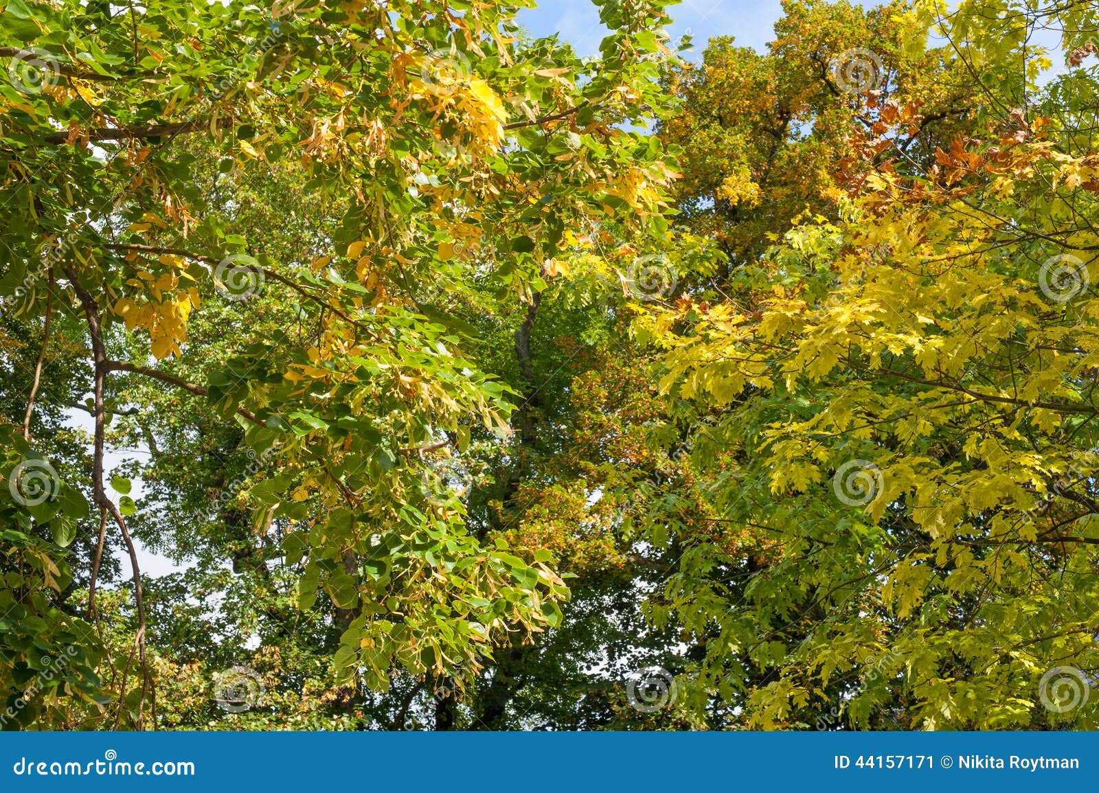 Sunlit trees in autumn stock image. Image of oxygen, branches - 44157171