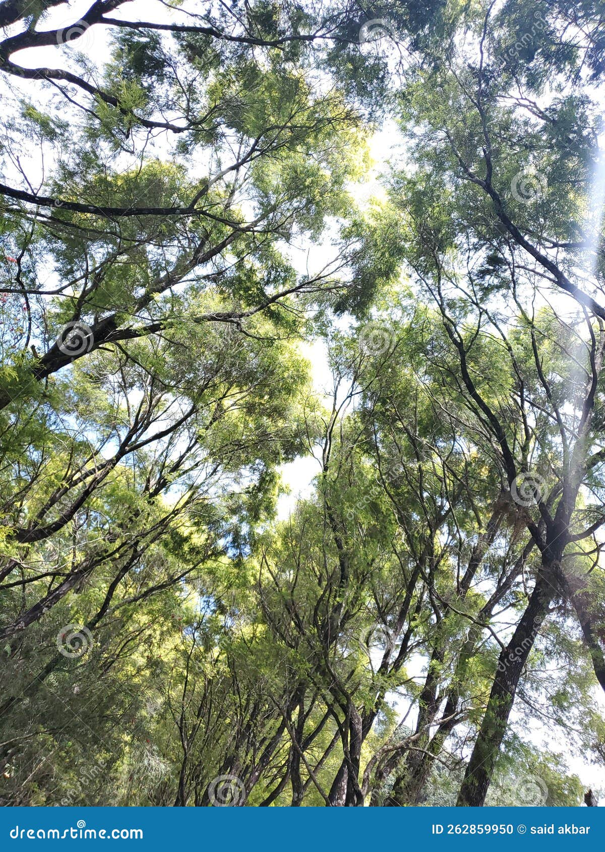 The Sunlit Trees are so Beautiful when we See Them from Below Stock ...